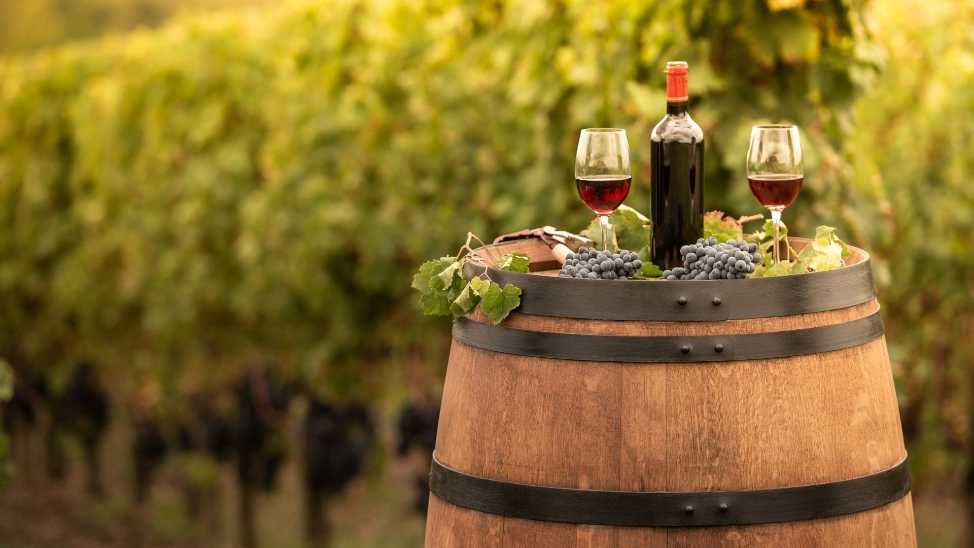 Wine Tours France | Vineyard Tours & Wine Tasting 2026| Best Vineyards